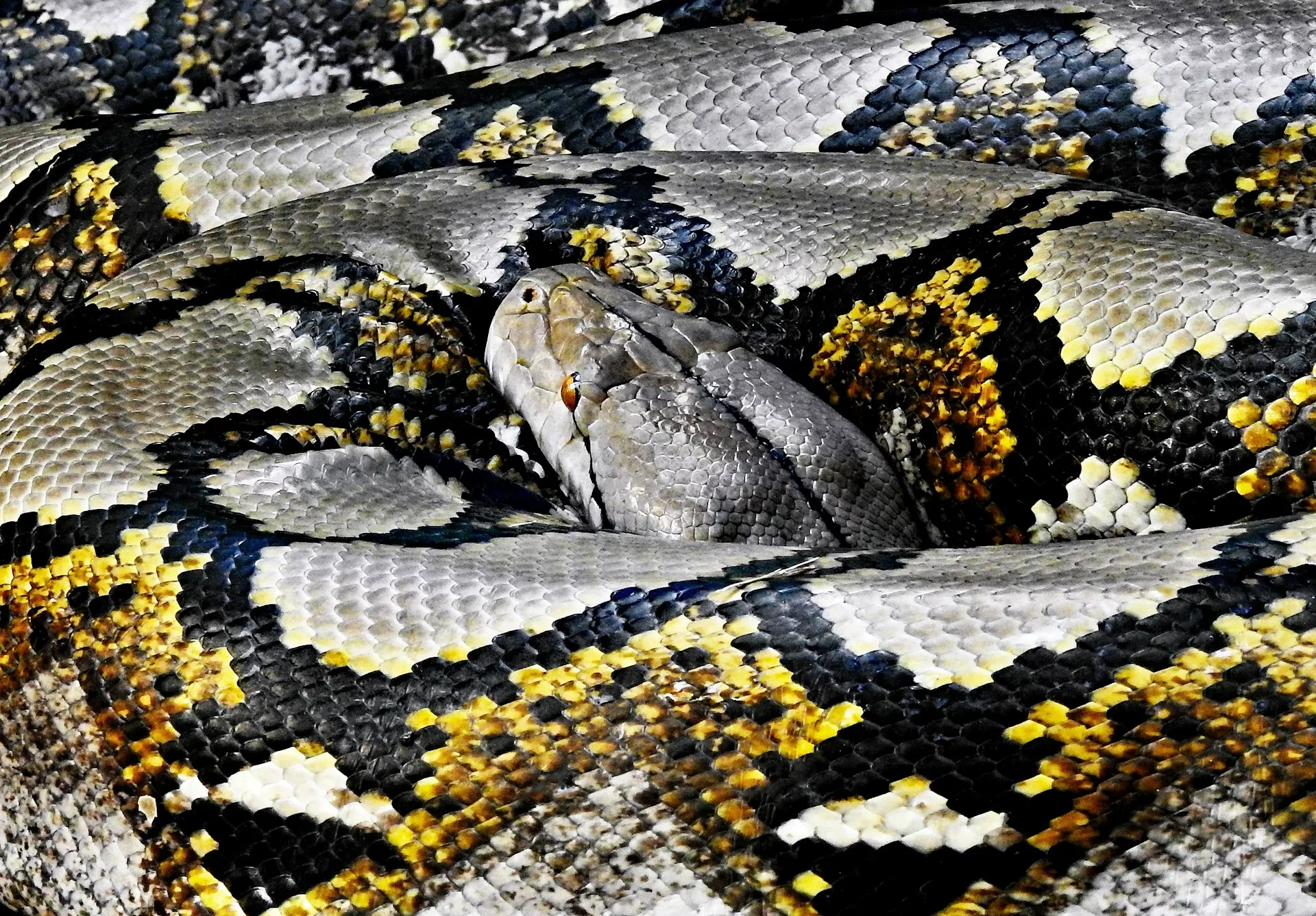 Tragedy in Indonesia: Man found dead inside 28-foot python