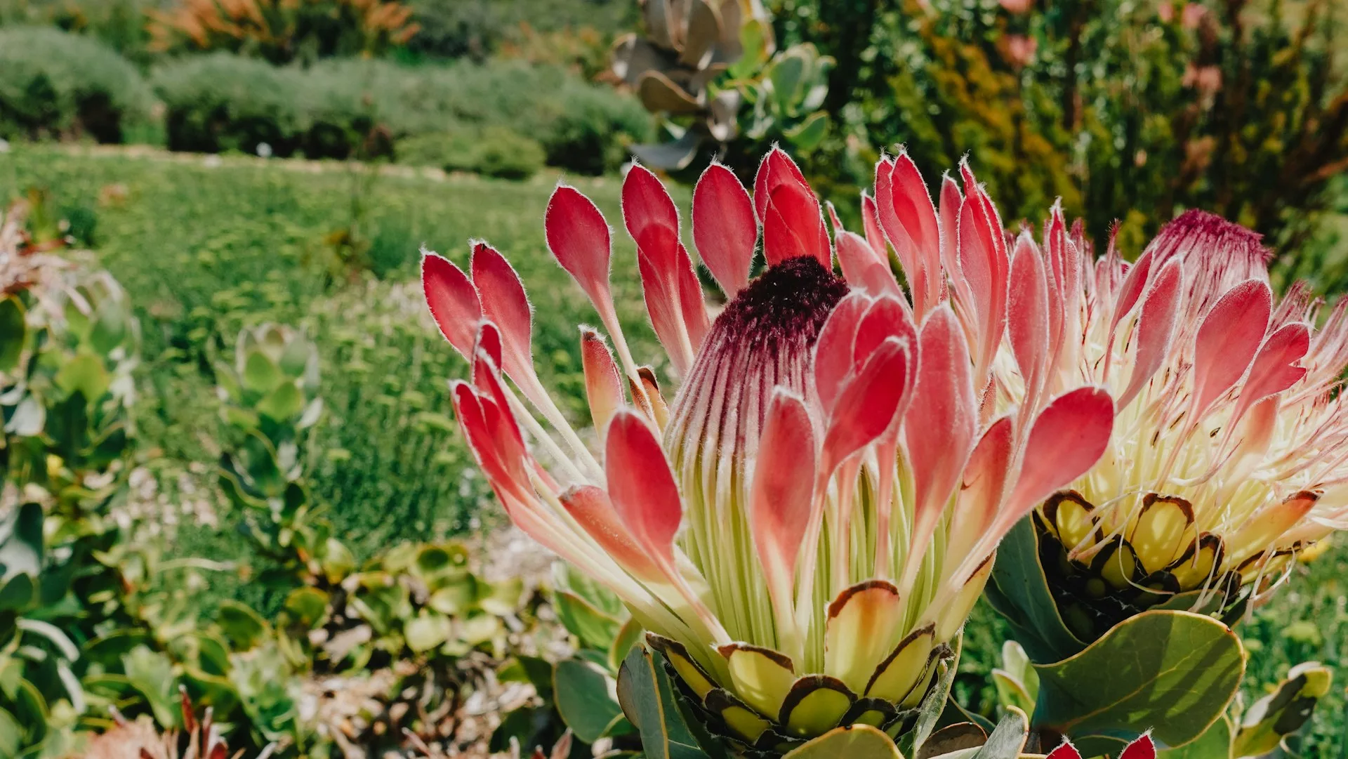 Free entry to South Africa’s botanical gardens for one week only