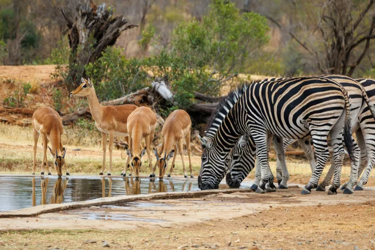 Kruger's next century begins with landmark community benefit agreement