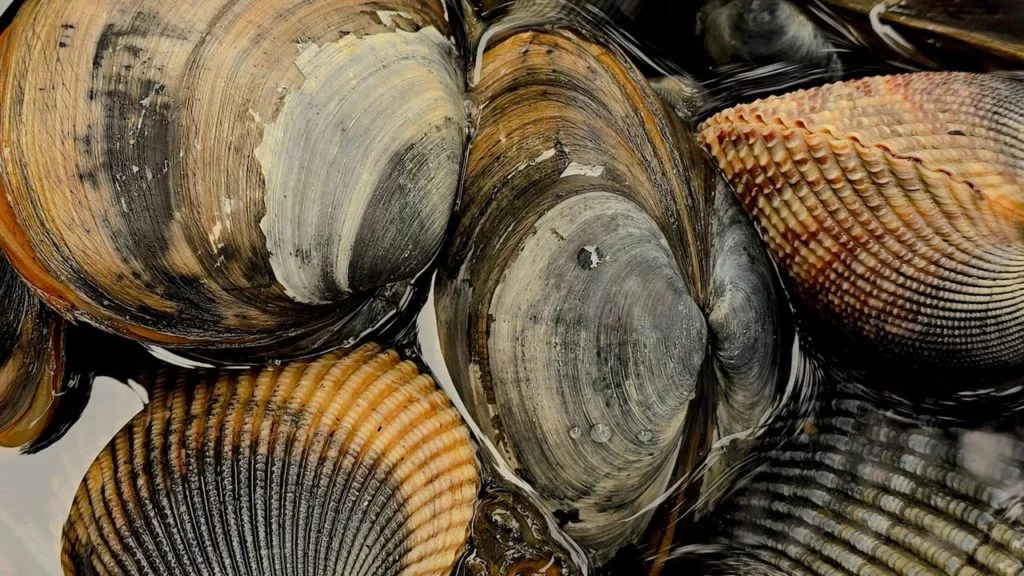 Avoid wild shellfish on the West Coast as toxic bloom triggers health ...